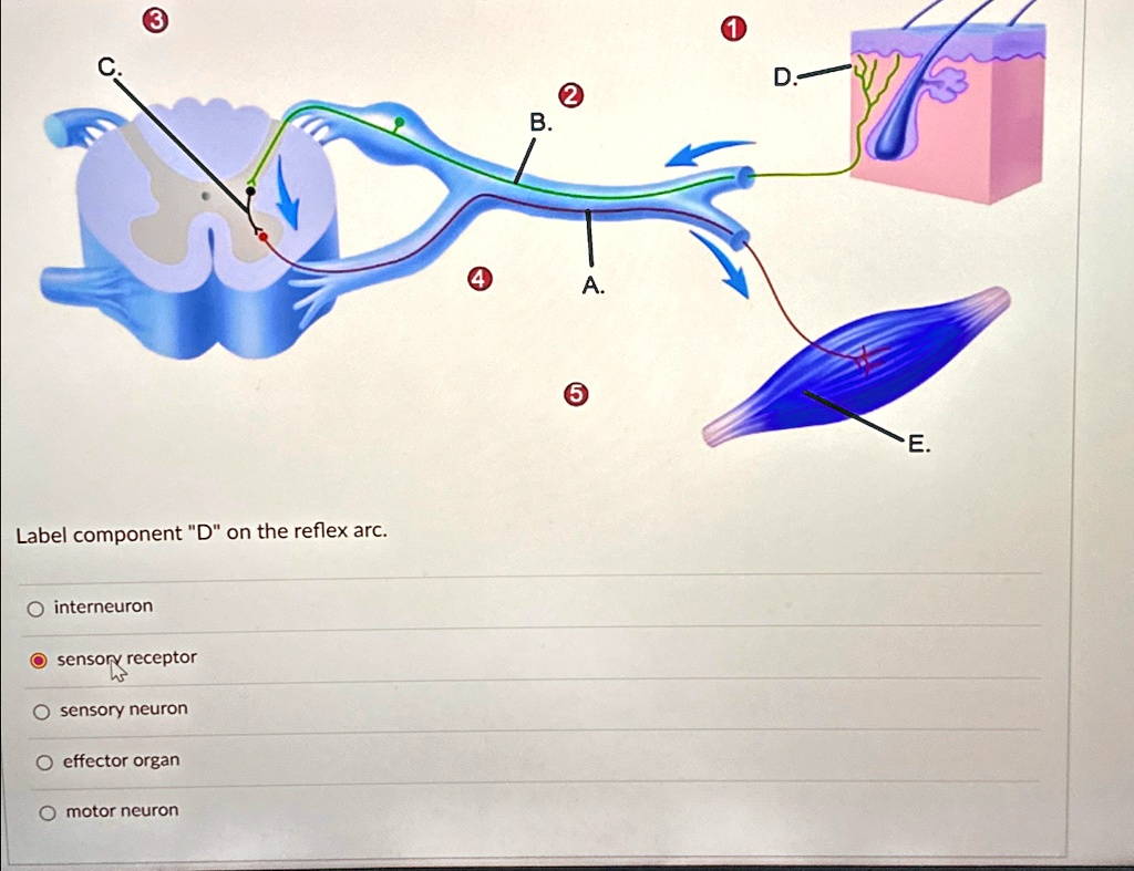 (3) (2) (1) B. (4) A. (5) Label component "D" on the reflex arc. interneuron sensory receptor ...
