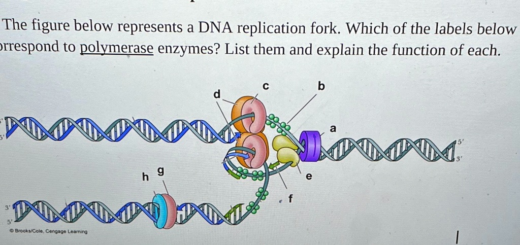 SOLVED: The figure below represents a DNA replication fork. Which of the labels below correspond ...
