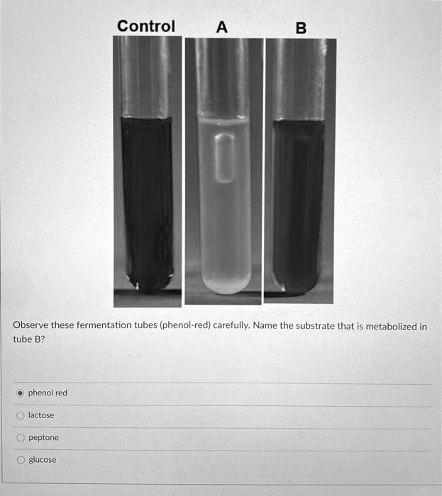 Control A B Observe these fermentation tubes (phenol-red) carefully ...