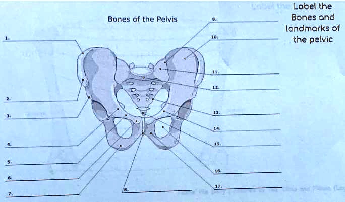 SOLVED: Label the bones and landmarks of the pelvic. Thank you in ...