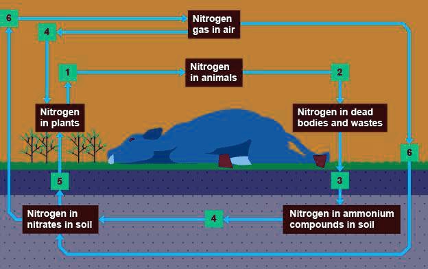 6 4 1 Nitrogen in plants 5 Nitrogen in nitrates in soil Nitrogen gas in ...