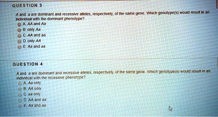 question and a are dominant ad recessive alleles respectively of ihe ...