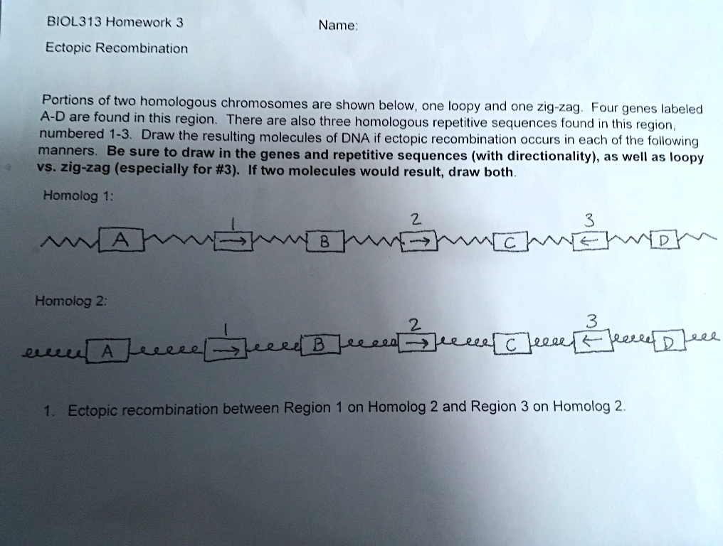 biol3i3 homework 3 ectopic recombination name portions of two ...