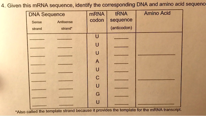 SOLVED: 4. Given this mRNA sequence, identify the corresponding DNA and ... SOLVED: 4. Given this mRNA sequence, identify the corresponding DNA and ...