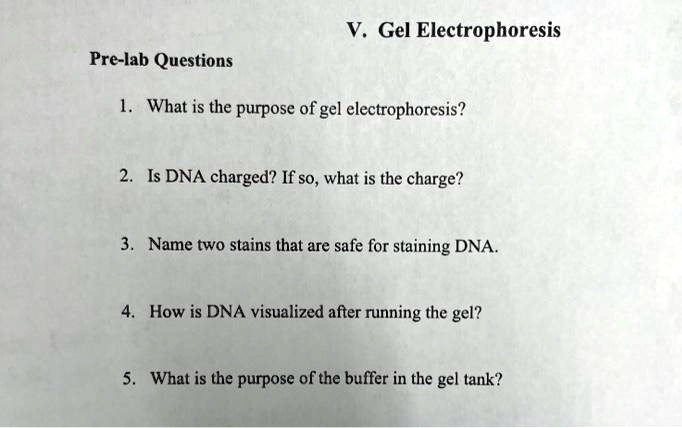 SOLVED: V. Gel Electrophoresis Pre-lab Questions 1. What is the purpose ...