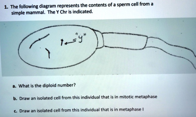 1. The following diagram represents the contents of a sperm cell from a ...