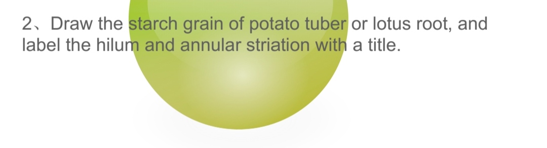 2? Draw the starch grain of potato tuber or lotus root, and...