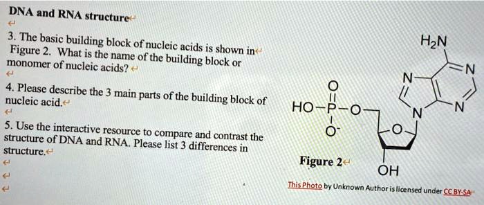 SOLVED: DNA and RNA structure: The basic building block of nucleic acids is shown in Figure 2 ...