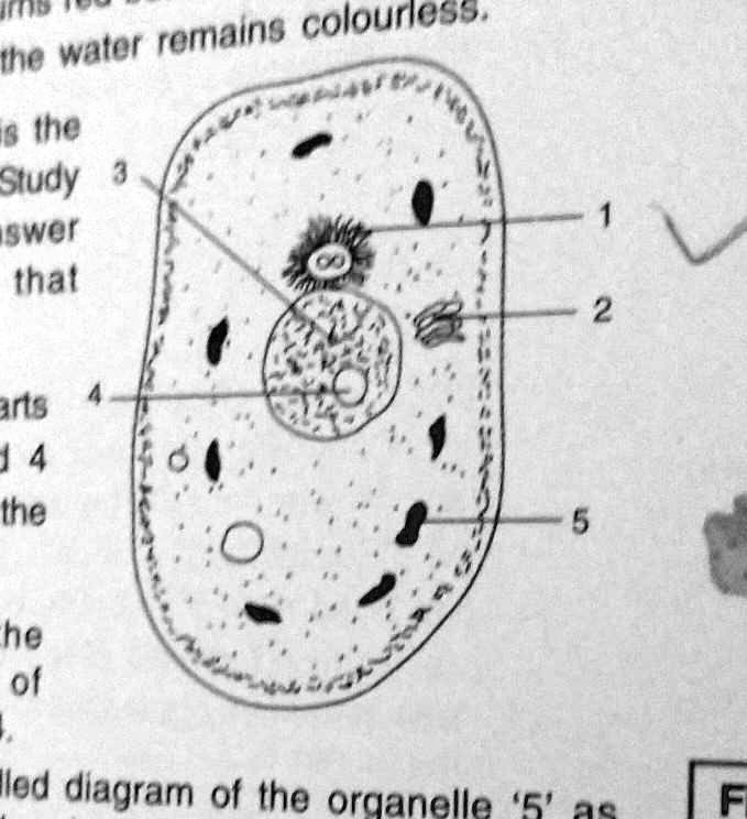 SOLVED: 'Please label the diagram... of cell' SOLVED: 'Please label the diagram... of cell'