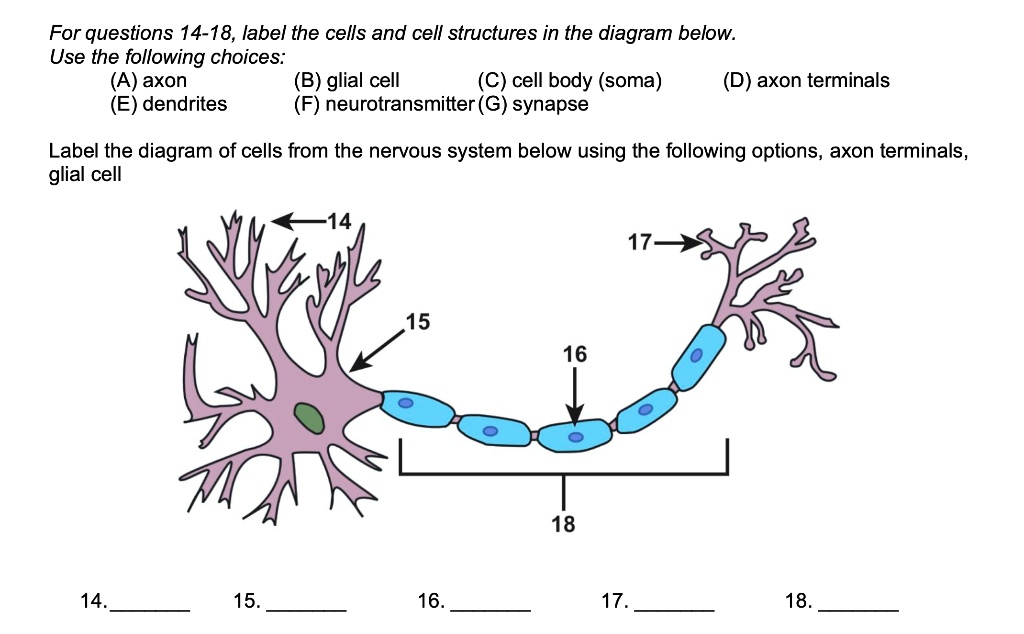 SOLVED:For questions 14-18, label the cells and cell structures in the ...