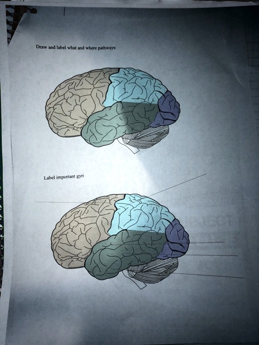 SOLVED: Draw and label what and where pathways: Label important gyri