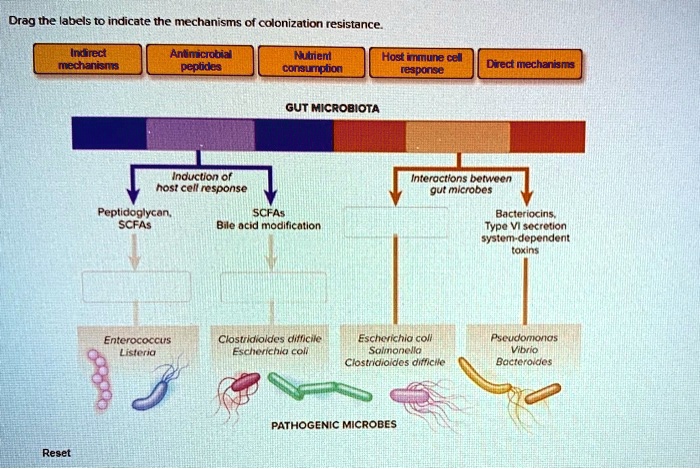 SOLVED: Drag the labels to indicate the mechanisms of colonization ...