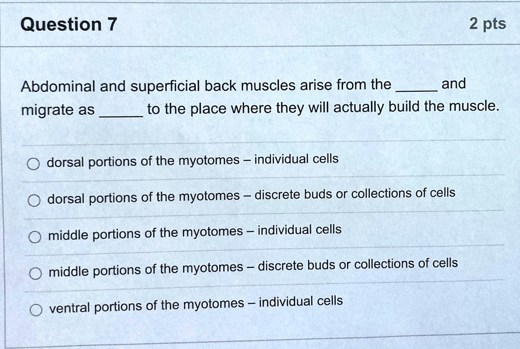 question 7 question 7 2 pts abdominal and superficial back muscles ...