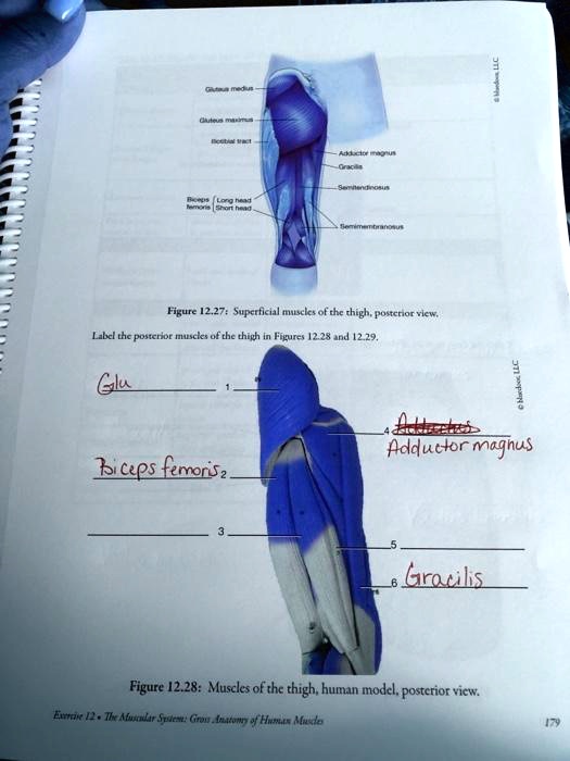 Gluteus medius Gluteus maximus Biceps femoris Long head Short head ...