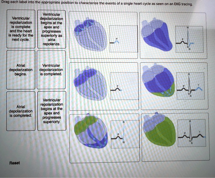 Drag each label into the appropriate position to characterize the ...