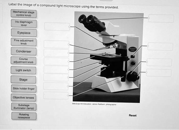 Label the image of a compound light microscope using the terms provided ...
