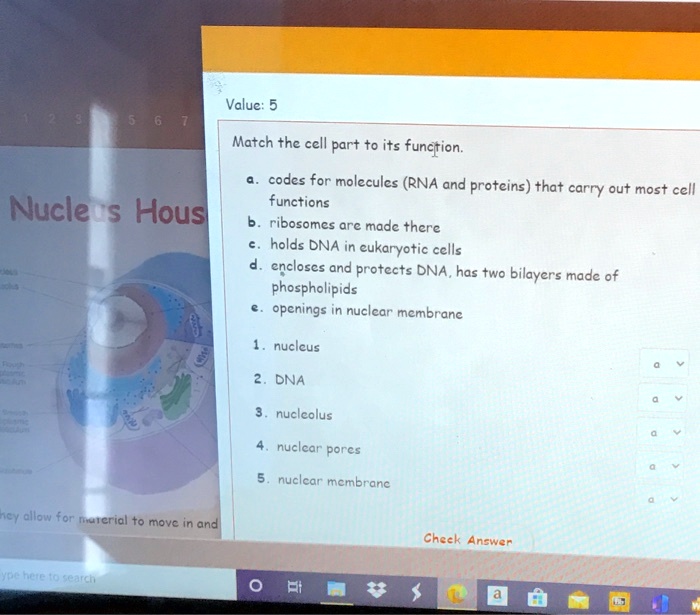 SOLVED: Valuc: 5 Match the cell part to its function: codes for ...