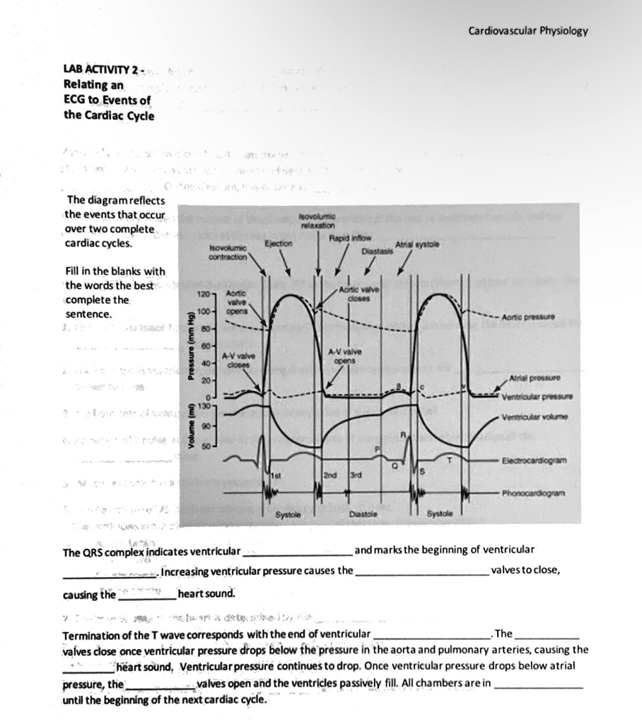 LAB ACTIVITY 2- Relating an ECG to Events of the Cardiac Cycle The diagram reflects the events ...