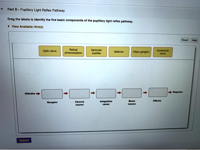 SOLVED: Part B - Pupillary Light Reflex Pathway Drag the labels to ...