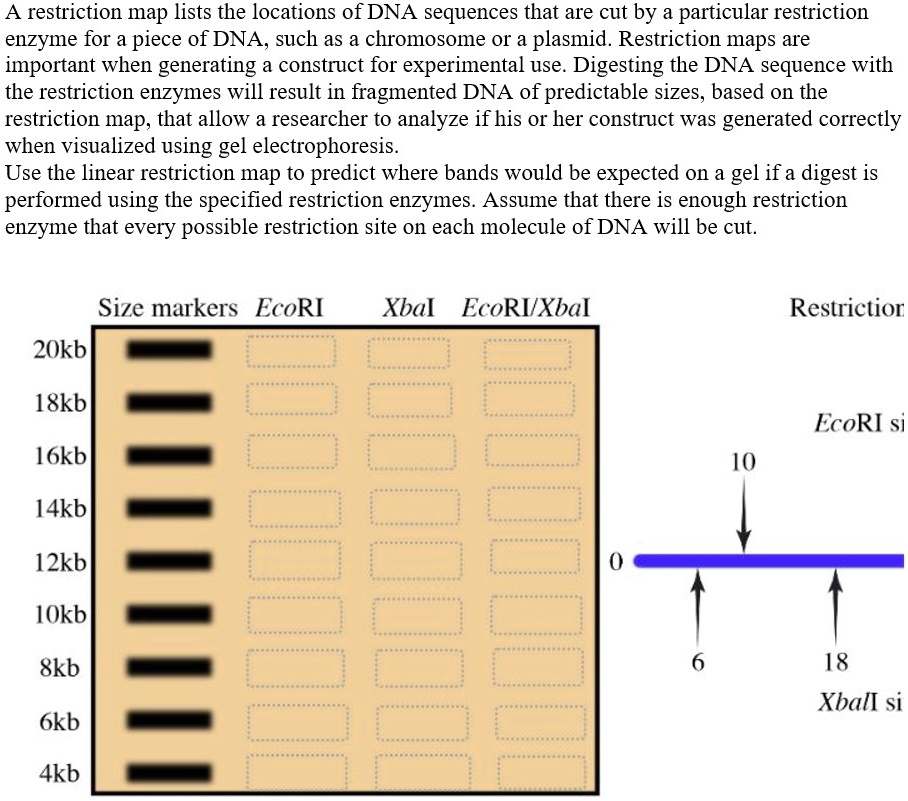 SOLVED: Texts: A restriction map lists the locations of DNA sequences that are cut by a ...