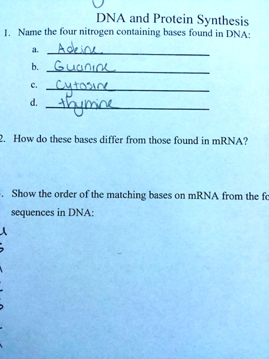 dna and protein synthesis name the four nitrogen containing bases found ...