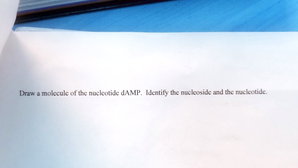 SOLVED: Draw a molecule of the nucleotide dAMP. Identify the nucleoside ...