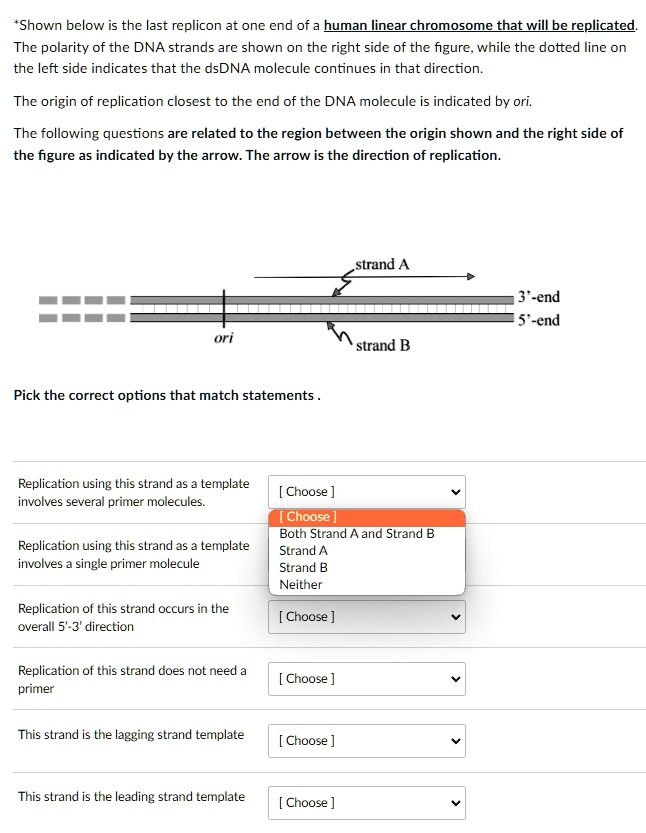 SOLVED: *Shown below is the last replicon at one end of a human linear ...