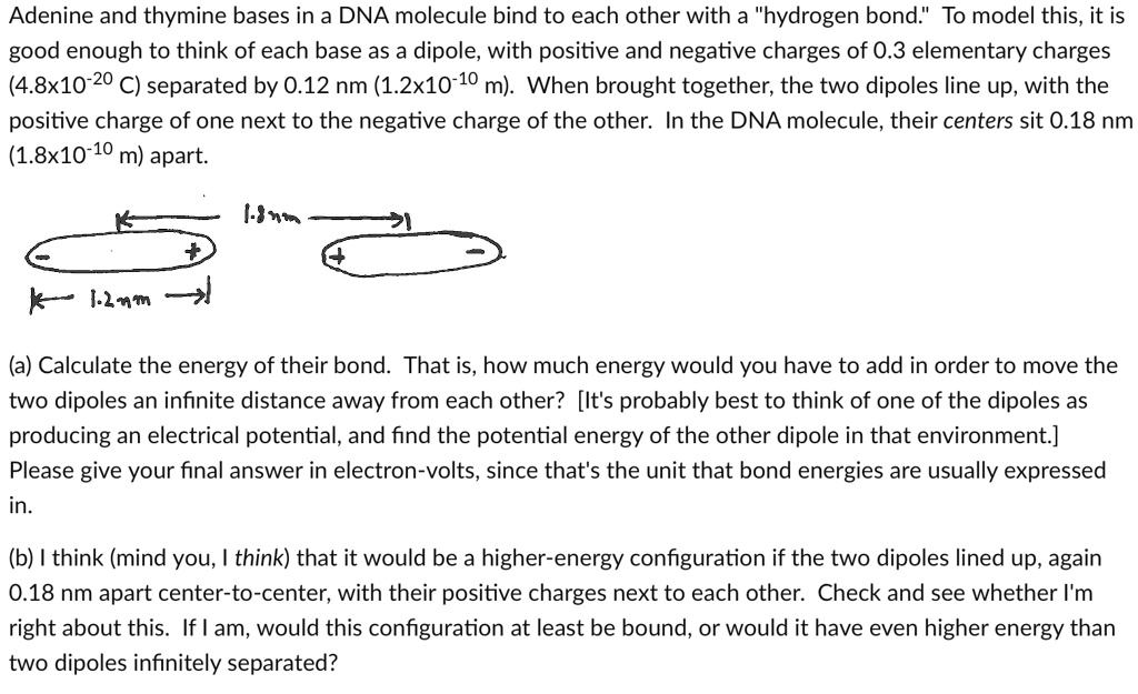 Adenine and thymine bases in a DNA molecule bind to each...