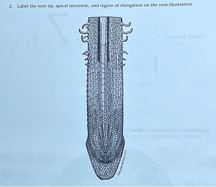 2. Label the root tip, apical meristem, and region of elongation on the ...