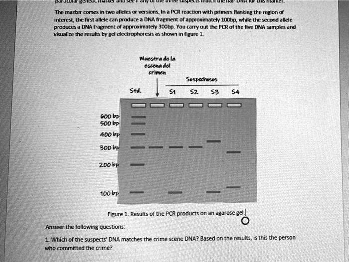 the free suspe The marker comes in two alleles or versions, In a PCR ...