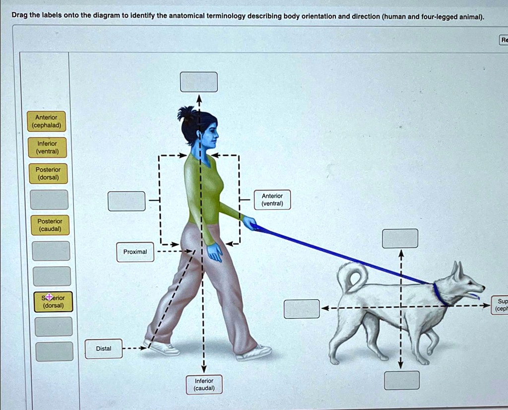 drag the labels onto the diagram to identify the anatomical terminology ...