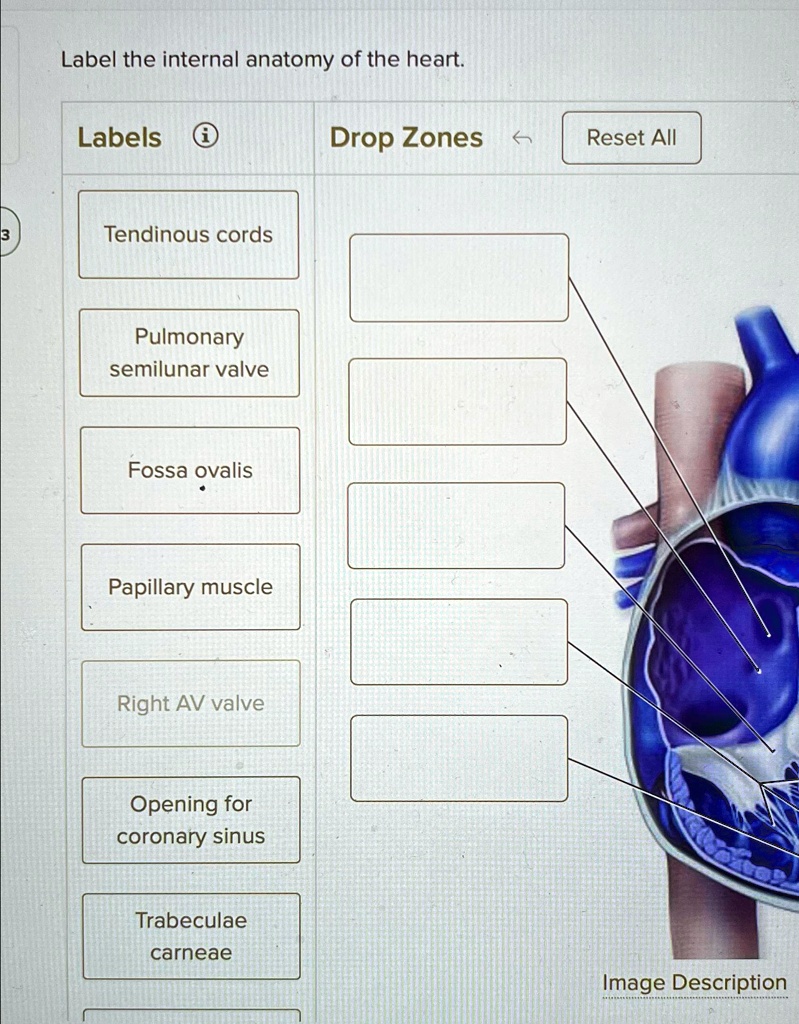 3 Label the internal anatomy of the heart. Labels Drop Zones Reset All ...