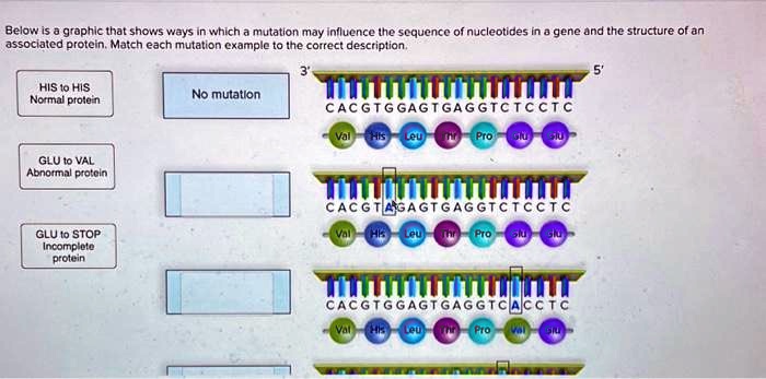 Below is a graphic that shows ways in which a mutation may influence the sequence of nucleotides ...