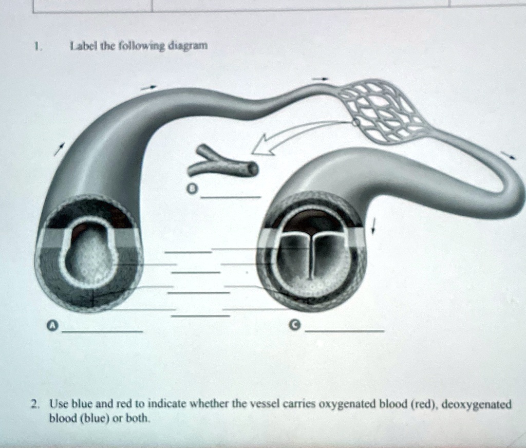1. Label the following diagram 2. Use blue and red to...