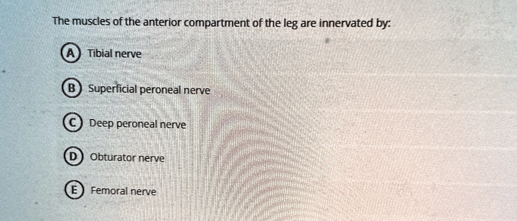 the muscles of the anterior compartment of the leg are innervated by a ...
