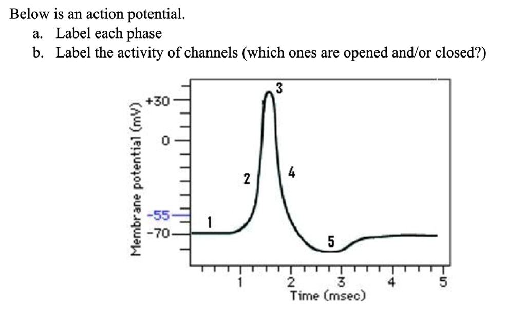 Below is an action potential. a. Label each phase b. Label the activity ...