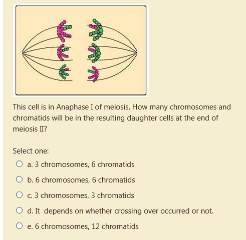 This cell is in Anaphase I of meiosis. How many chromosomes and ...