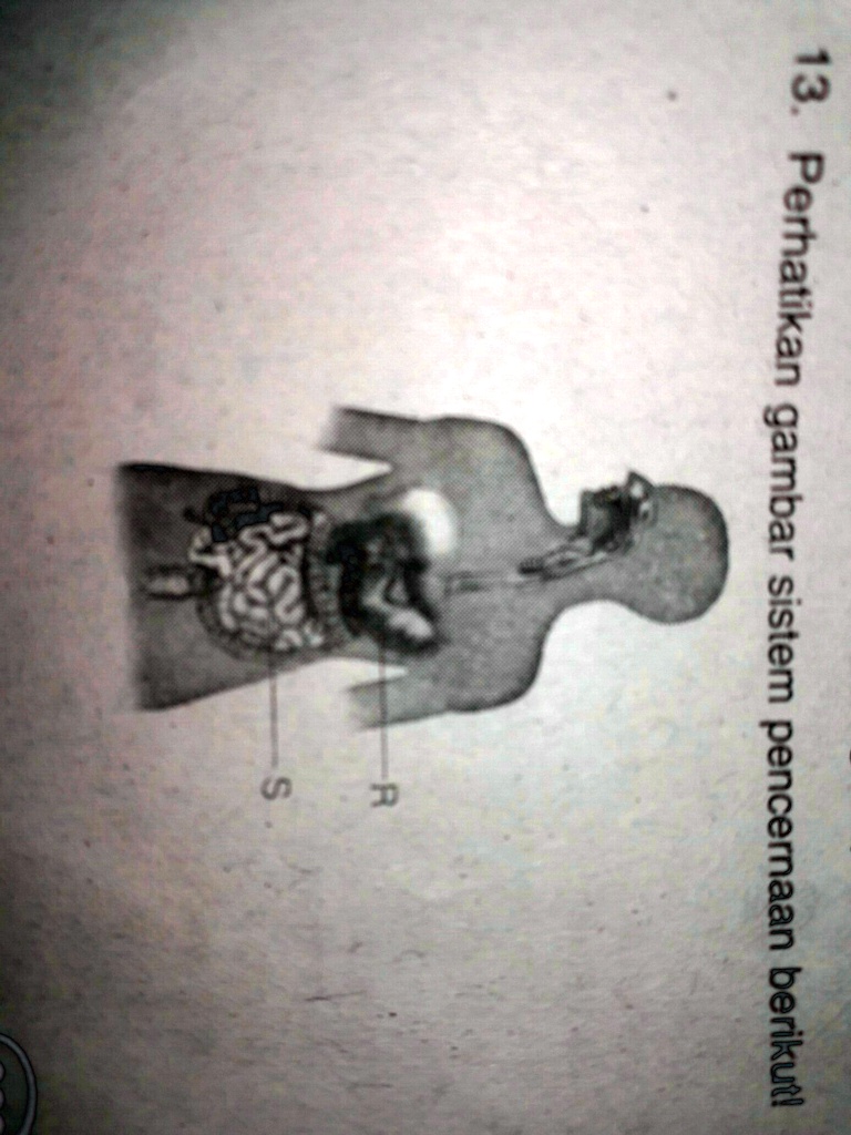 SOLVED: fungsi bagian yang ditunjukkan oleh huruf r dan S pada gambar ... SOLVED: fungsi bagian yang ditunjukkan oleh huruf r dan S pada gambar ...