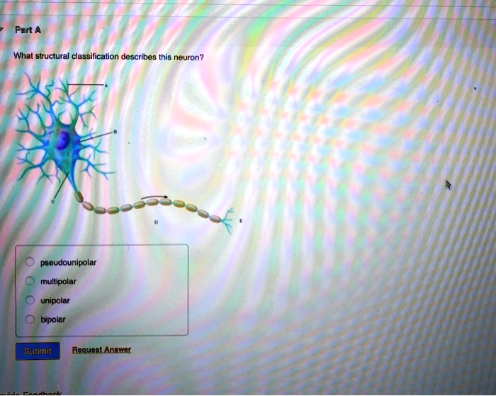 What structural classification describes this neuron? pseudounipolar ...