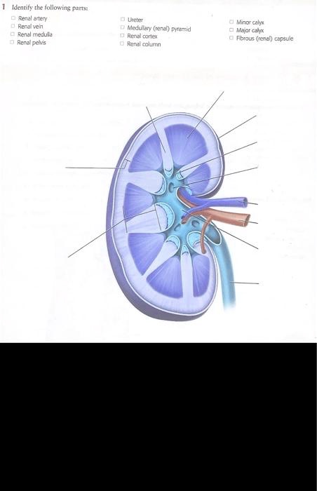 1 Identify the following parts: Renal artery Renal...