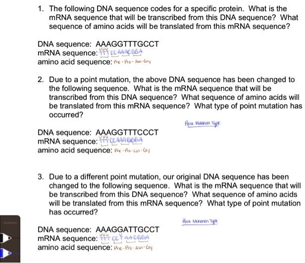 SOLVED: What are the point mutations for #2 #3? The following DNA ...