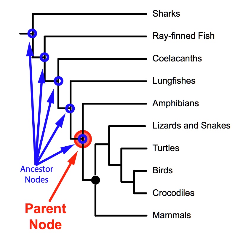 SOLVED: Sharks Ray-finned Fish Coelacanths Lungfishes Amphibians ...