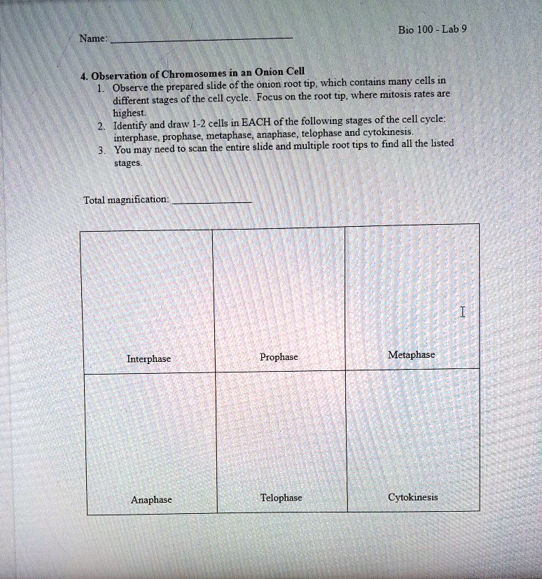 SOLVED:Bio 100 Lab Name_ Observation of Chromosomes in an Onion Cell Obscnze the prepared slide ...