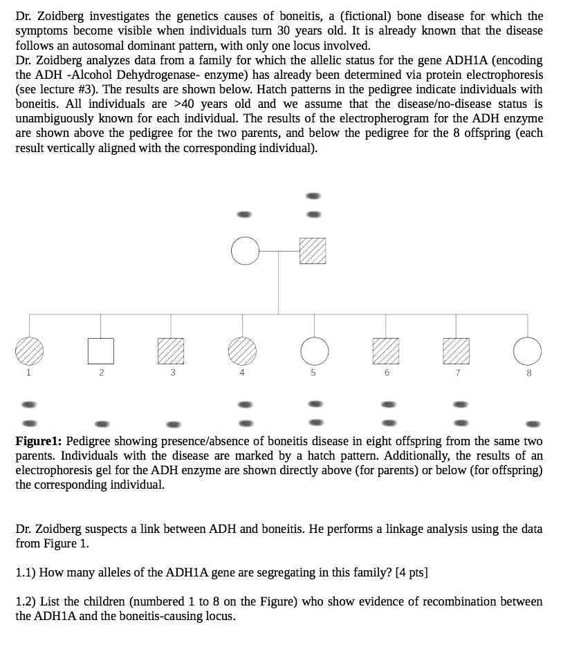 SOLVED: Dr: Zoidberg investigates the genetics causes of boneitis ...