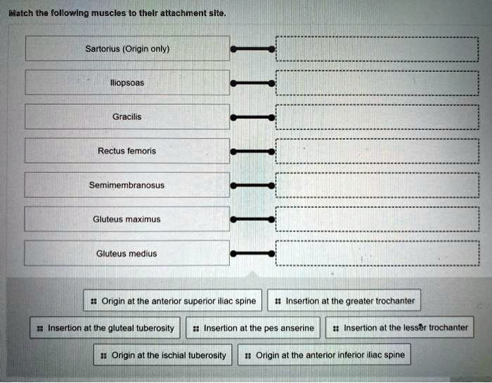 SOLVED: Text: Match the following muscles to their attachment site ...