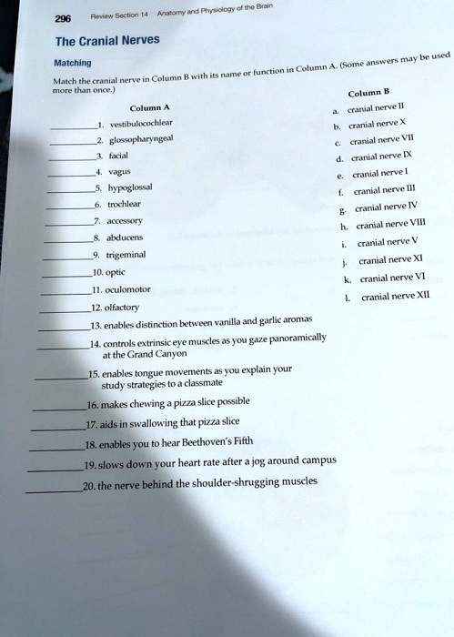 SOLVED: Review Section 14 Anatomy and Physiology of the Brain The ...