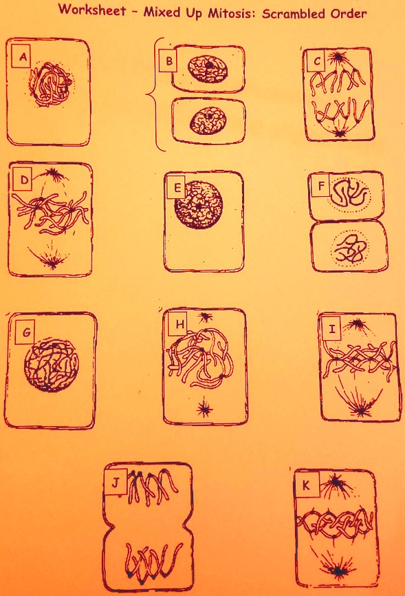 Label the following structures where appropriate: (Print the labels all ...