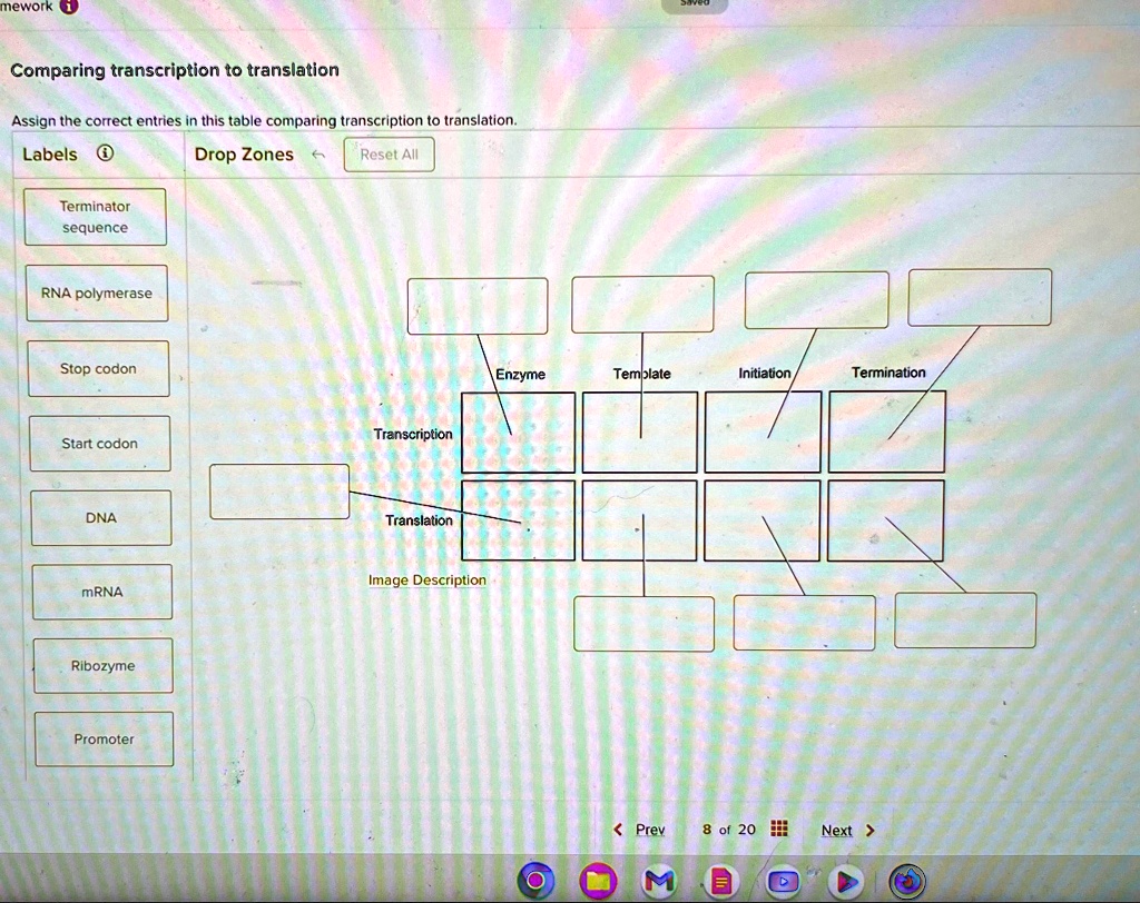Solved Comparing Transcription To Translation Assign The Correct