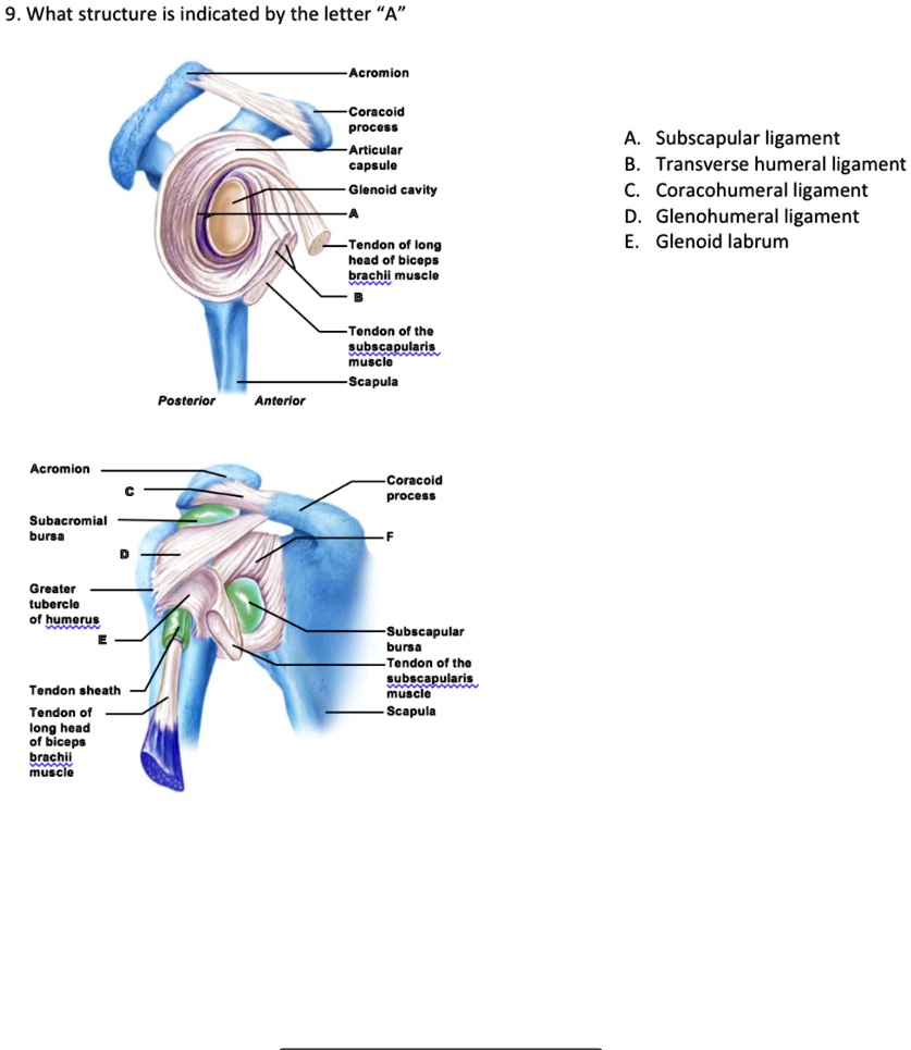 9. What structure is indicated by the letter "A" Posterior Anterior ...