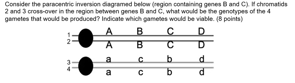 SOLVED: Consider the paracentric inversion diagramed below (region ...